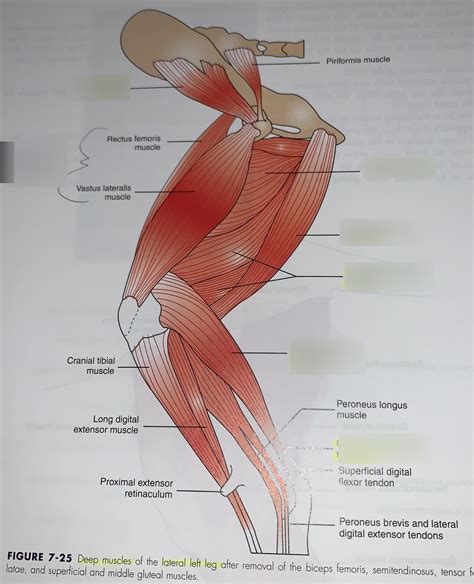 Deep Muscles Of Pelvic Limb Diagram Quizlet The Best Porn Website