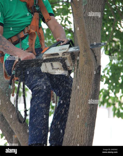 Details 48 equipo de seguridad para podar árboles Abzlocal mx