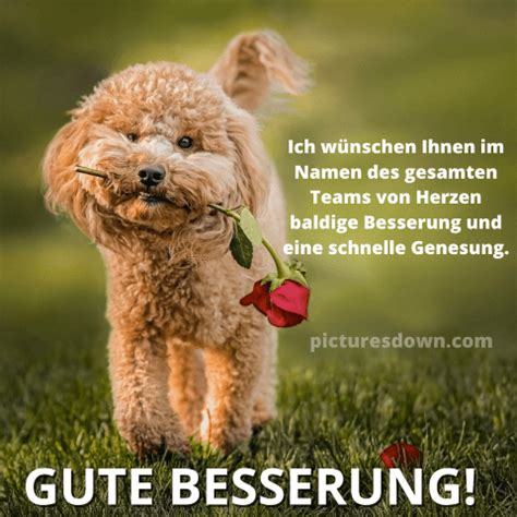 Liebe Gute Besserung Bild Hund Und Blume Kostenlos