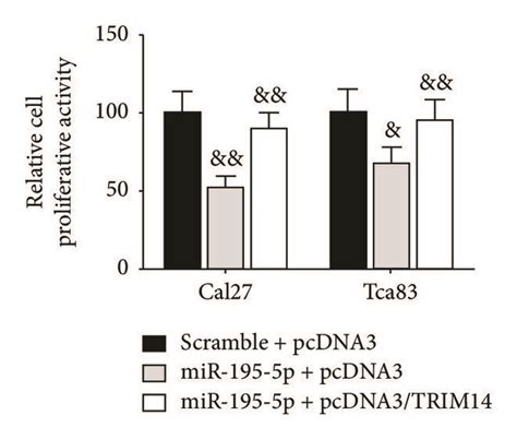 Ectopic Expression Of TRIM14 Reversed The Effects Of MiR 195 5p On OSCC