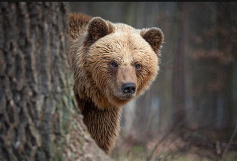 Stocks Form A Swing Low Cycle Trading