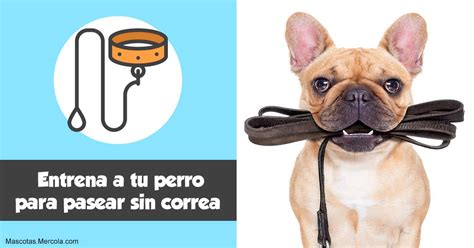Cómo entrenar a tu perro para pasear sin correa