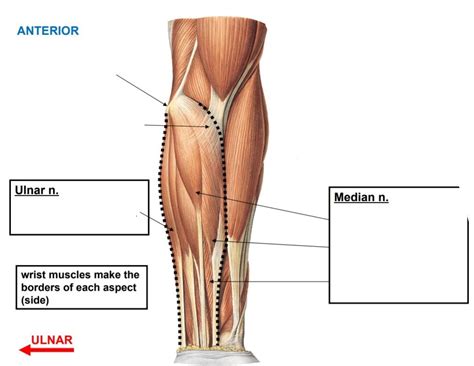 Antebrachium Flexor Muscles Anterior Diagram Quizlet