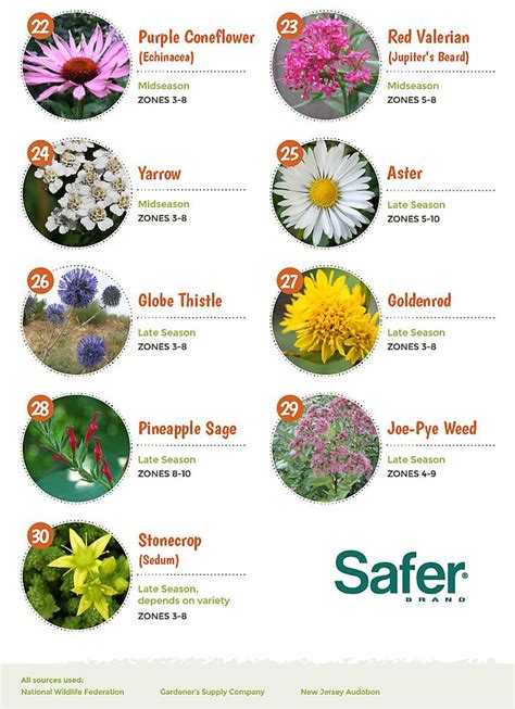 Top 30 Plants That Attract Pollinators Summer Flowers Garden