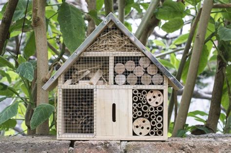 Qu Es Un Hotel De Insectos Y C Mo Usarlo Digebis