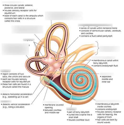 Structures Of The Inner Ear Anterior View Of Right Ear Diagram Quizlet