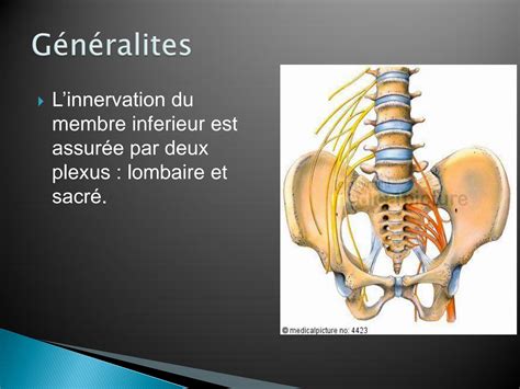 SOLUTION Innervation Du Membre Inf Rieur Studypool