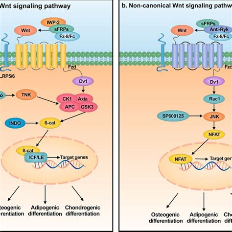 The Biogenesis And Function Of Wnt Signaling Pathway A Canonical Wnt