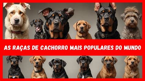 AS RAÇAS DE CACHORRO MAIS POPULARES DO MUNDO YouTube