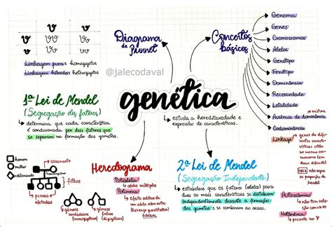 Mapas Mentais Sobre GENETICA Study Maps