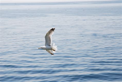 Free Images Sea Coast Ocean Bird Wing Pelican Seabird