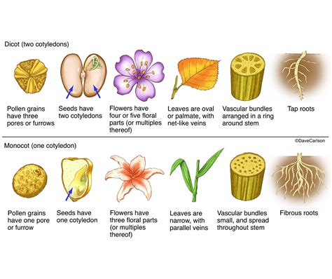 Monocot Vs Dicot Plants Image License Carlson Stock Art