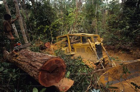 Logging Destruction Of Habitat Tropical Rainforest Malaysia Sarawak