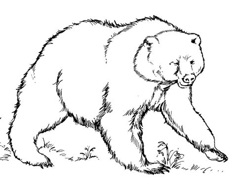 Galería de imágenes Dibujos de osos para colorear
