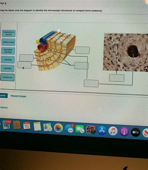 Solved Part A Drag The Labels Onto The Diagram To Identify Chegg