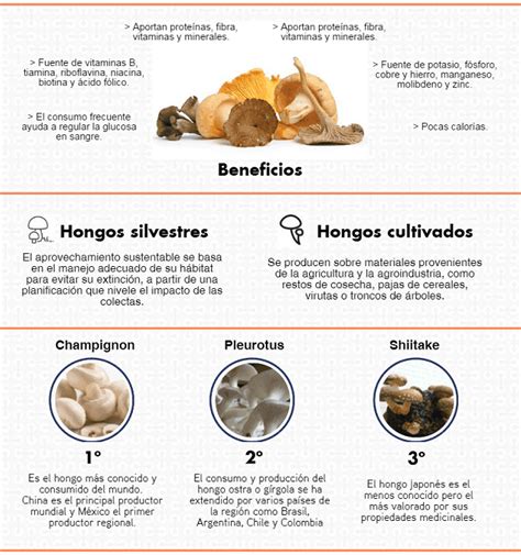 Clasificación de los Hongos