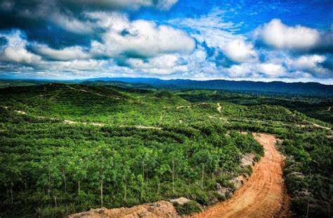 Detail Contoh Potensi Hutan Koleksi Nomer 32