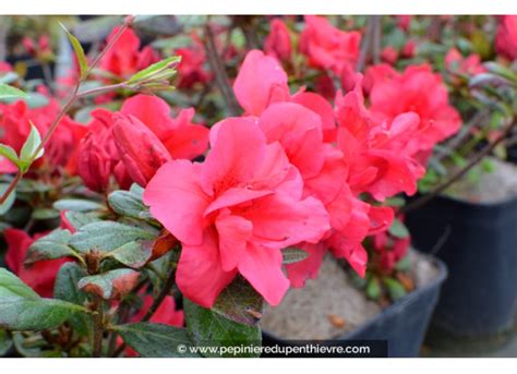 Azalea Japonica Christina Azal E Rose Fonc P Pini Re Du