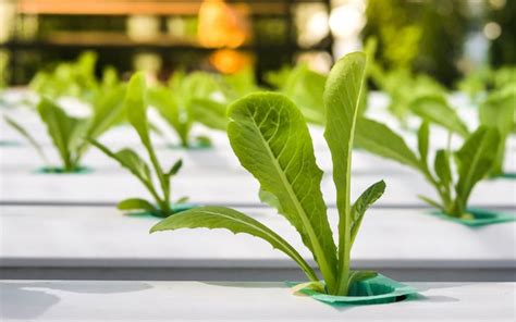 Agricoltura idroponica cos è e come funziona Verde
