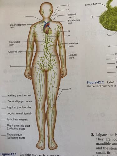 Lymphatic System Lab Flashcards Quizlet