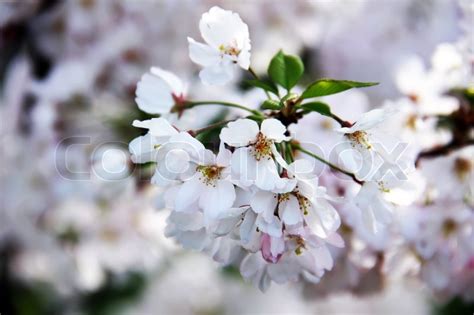 Hvide Blomster For R Joe Bell