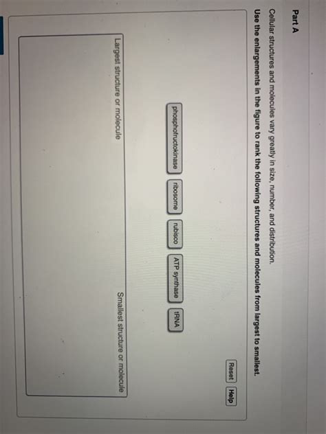 Solved Part A Cellular Structures And Molecules Vary Greatly Chegg