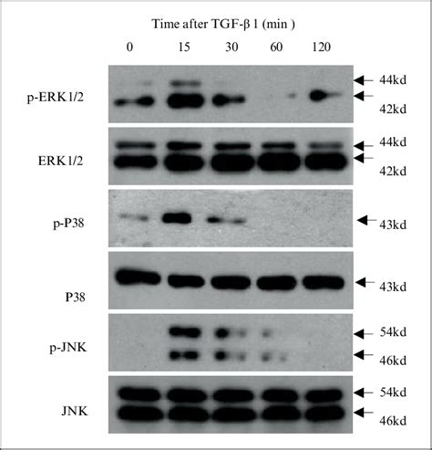Time Course Changes Of P MAPK In MMCs The Gels Represent The Western