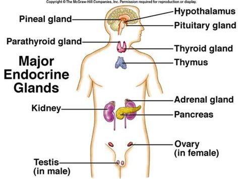 A P Endocrine System Diagram Quizlet