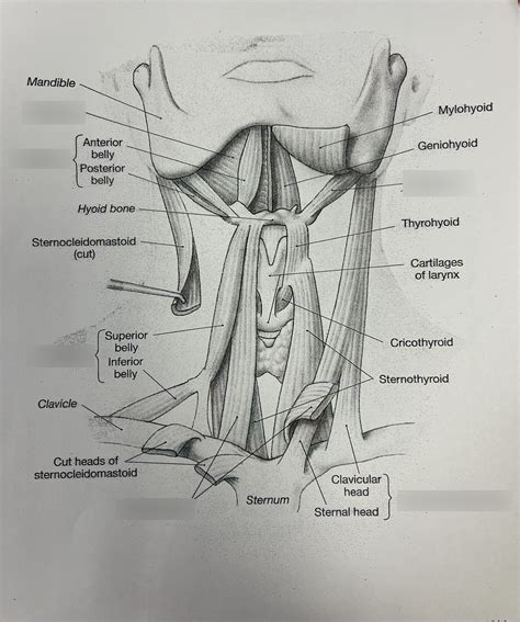 Honors Anatomy Facial Muscles Anterior Neck Diagram Diagram Quizlet