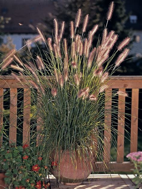 Rozplenica japońska Pennisetum alopecuroides opis wygląd