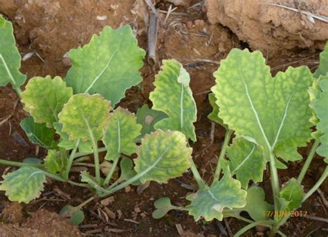 Sulphur Deficiency Symptoms June At Grenfell Long Term Trial Site