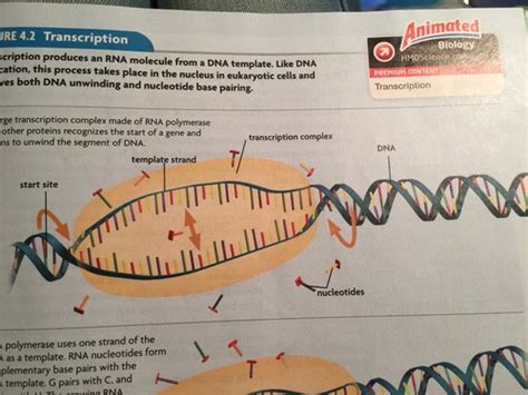 Biology Exam Study Guide Flashcards Quizlet