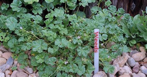5 Common Weeds In Colorado And How To Manage Them MY COLORADO GARDEN