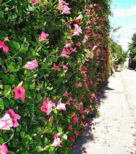 10 plantas para fazer uma cerca viva Casa e Decoração Decorar Casa Blog