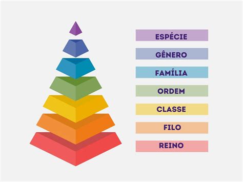 O que é taxonomia e como é feita a classificação biológica Toda Matéria