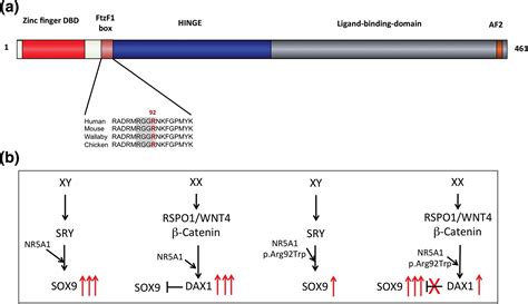 anomalies in human sex determination provide unique insights into the complex genetic