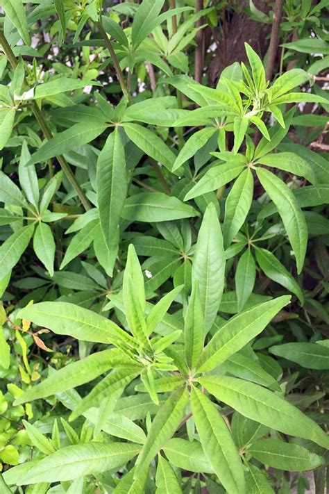 How To Grow Vitex Chaste Flowering Shrubs And Trees Gardeners Path