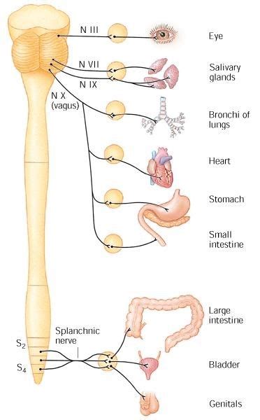 Parasympathetic Nervous System Neurotransmitters