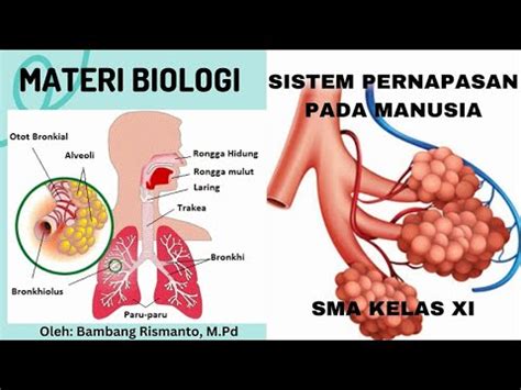 Video Materi Biologi Kelas XI Sistem Pernapasan Pada Manusia YouTube