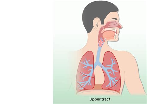 Respiratory System Diagram Without Labels