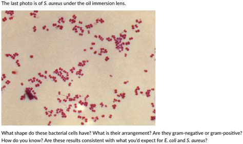 SOLVED The Last Photo Is Of S Aureus Under The Oil Immersion Lens