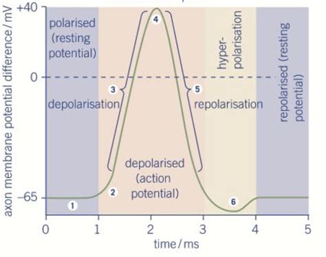 Biology Chapter Action Potentials Diagram Diagram Quizlet