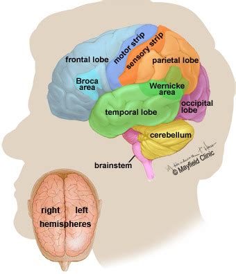 Where Is The Sensory Strip In The Brain Infoupdate Org