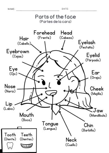Todas las partes del cuerpo en inglés y español