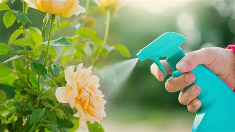 Oro puro para el Jardín el abono casero que hace que las plantas se