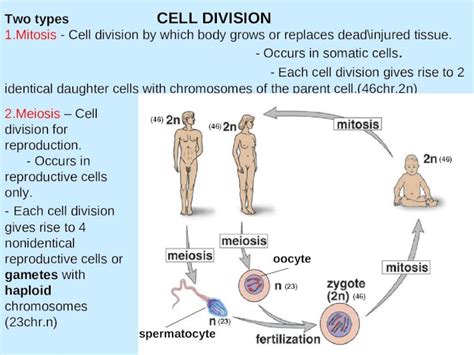 PPT L1 Mitosis Meiosis DOKUMEN TIPS