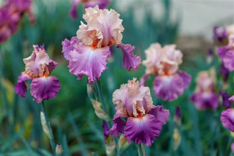 10 Best Perennials For Full Sun Best Perennials Perennials Sun