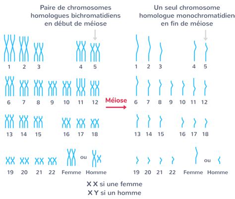 Les divisions cellulaires des eucaryotes 1ère Cours SVT Kartable