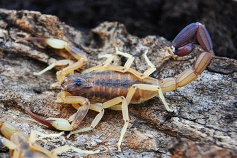 Especies O Tipos De Escorpi N