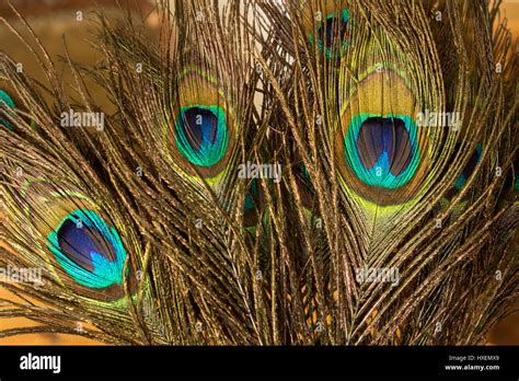 Peacock Feathers Close Up Stock Photo Alamy